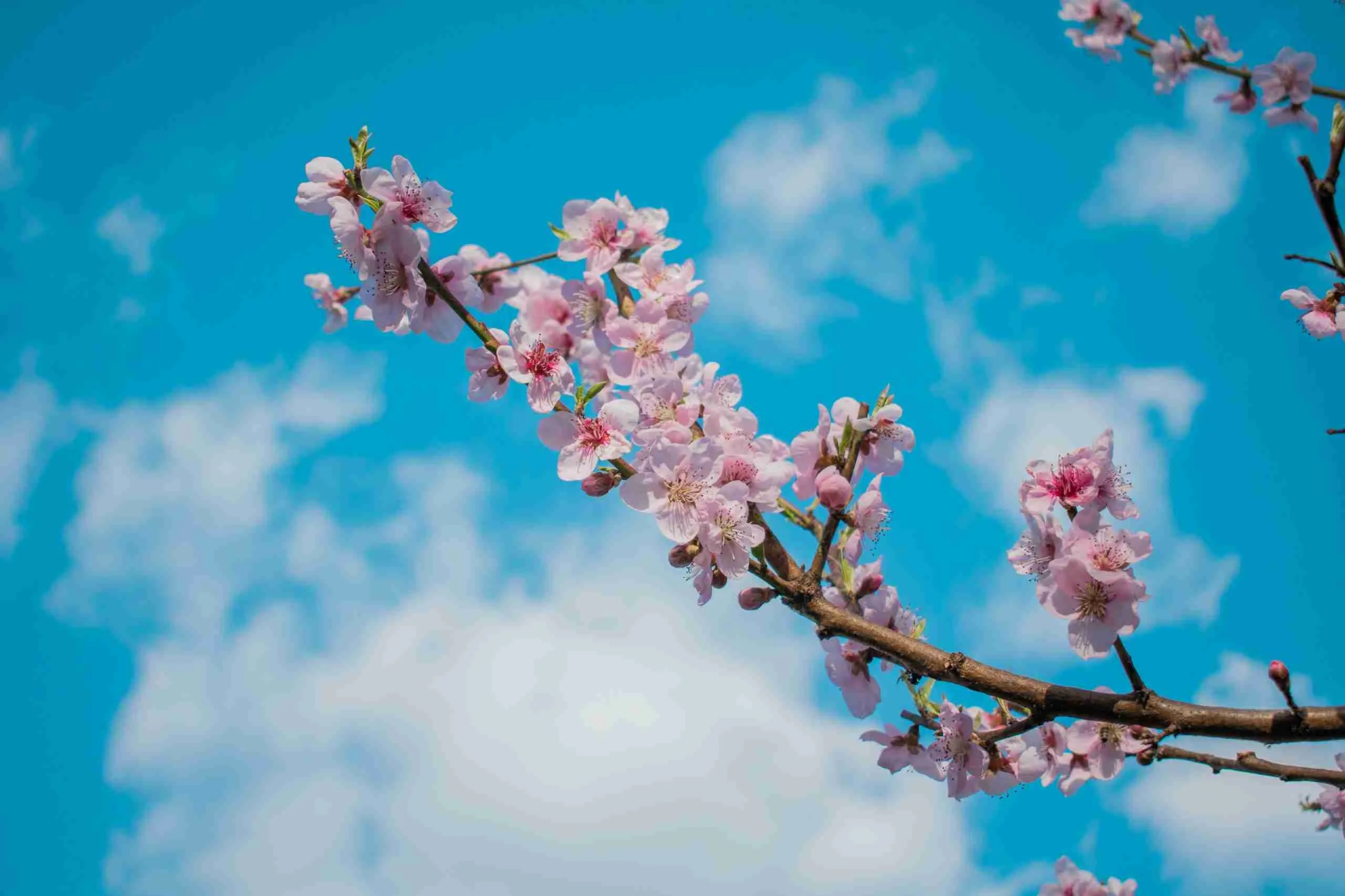 Peach Blossom in BaZi: The 8 Types of Romance Stars (Good vs. Rotten)